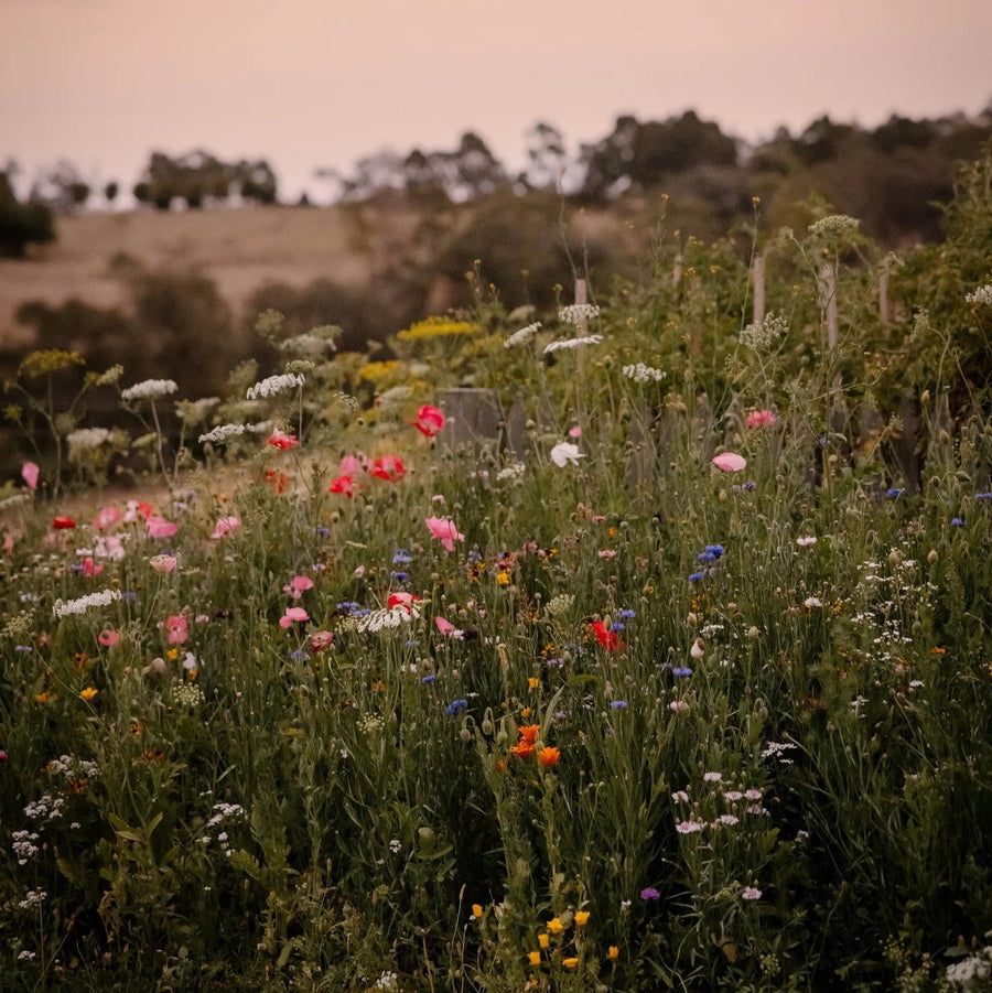 Gardener's Meadow Seed Mix – Meadow Flowers Australia