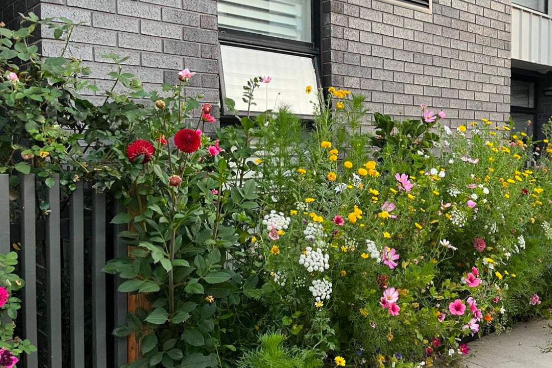 Flower Seed Mixes | Flower Seeds | Meadow Flowers Australia