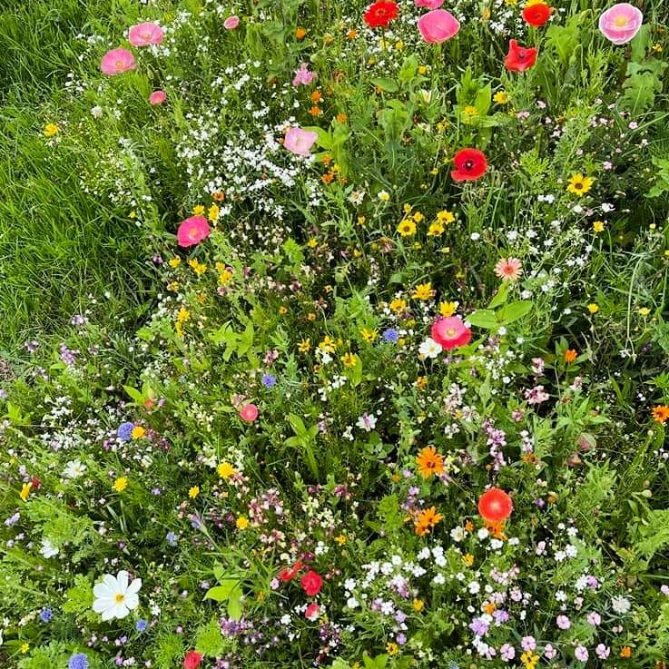 Custom Spring Garden Bundle (3 x 5gram) – Meadow Flowers Australia